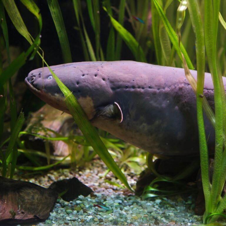 Shocking Wonders: The Top Electrifying Animals That ZAP You With Awe ...