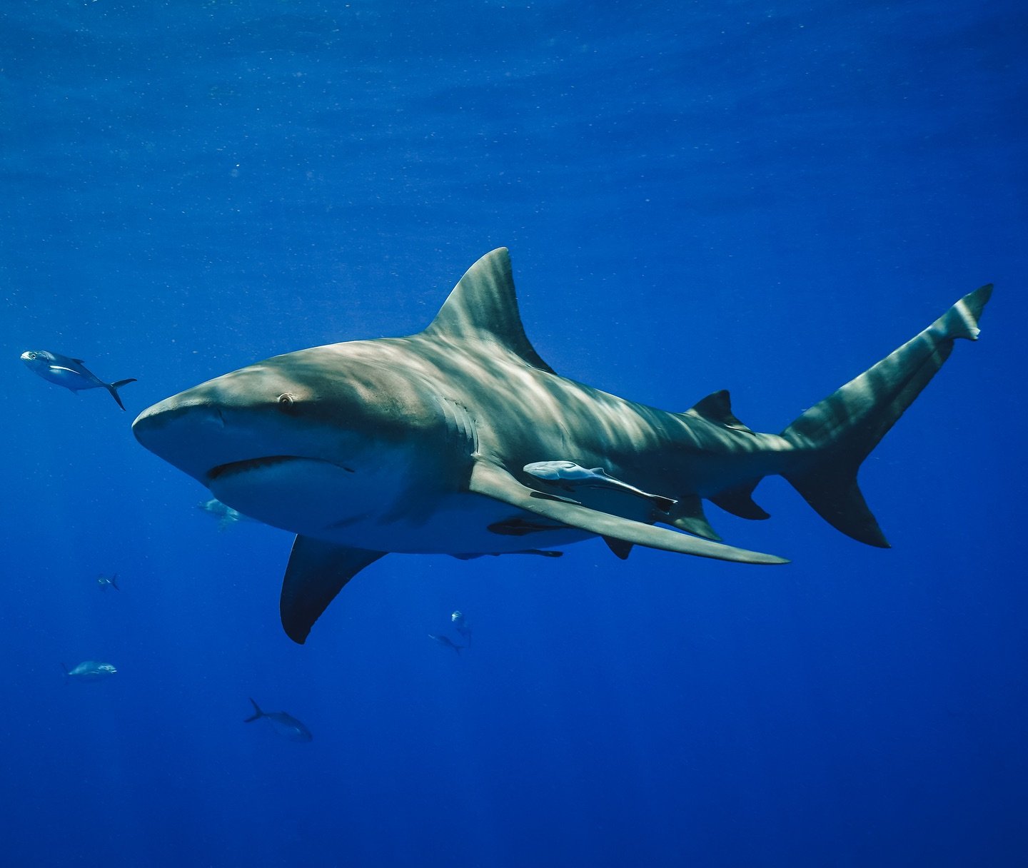 Shocking Wonders: The Top Electrifying Animals That ZAP You With Awe ...