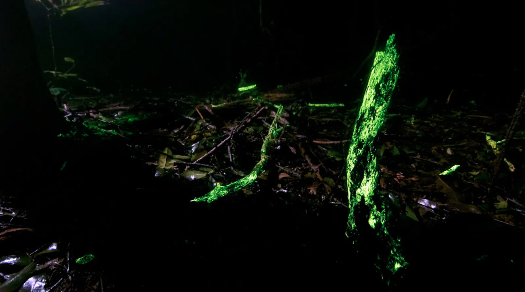 Exploring the Mystique of Bhimashankar Wildlife Reserve and India's ...