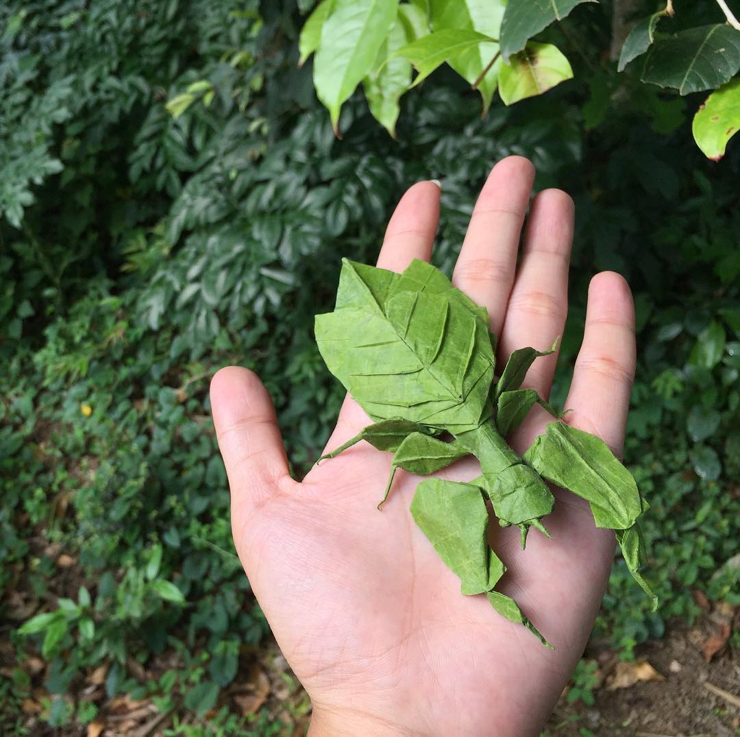 The Fascinating World of Leaf Insects: 7 Intriguing Facts Revealed and ...