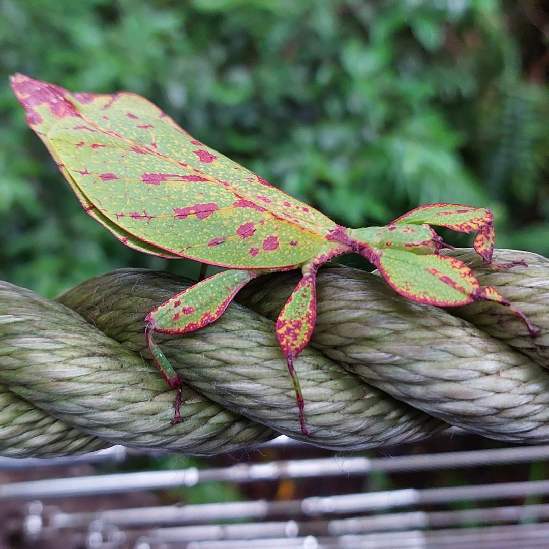 The Fascinating World of Leaf Insects: 7 Intriguing Facts Revealed and ...