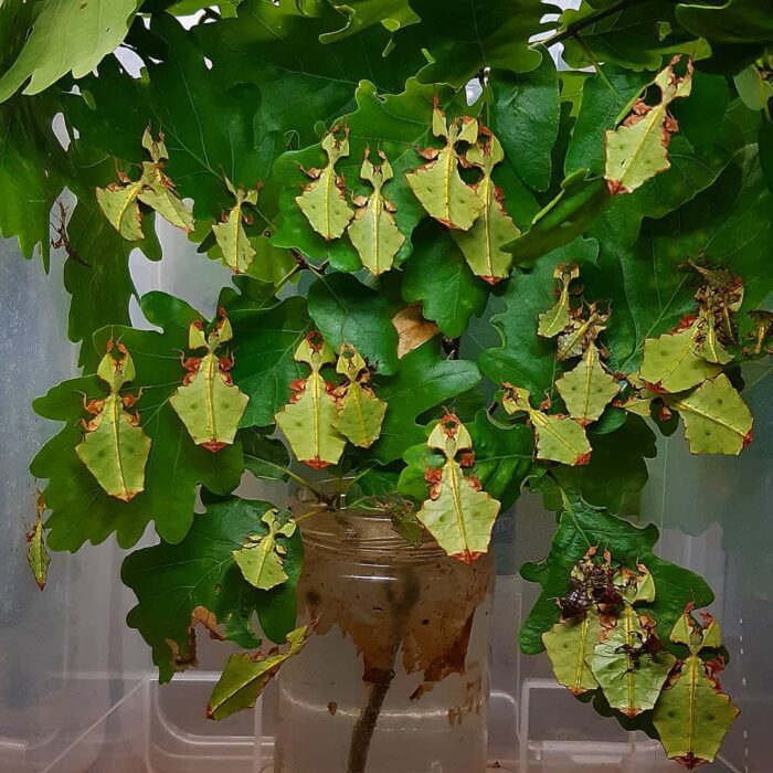 The Fascinating World of Leaf Insects: 7 Intriguing Facts Revealed and ...