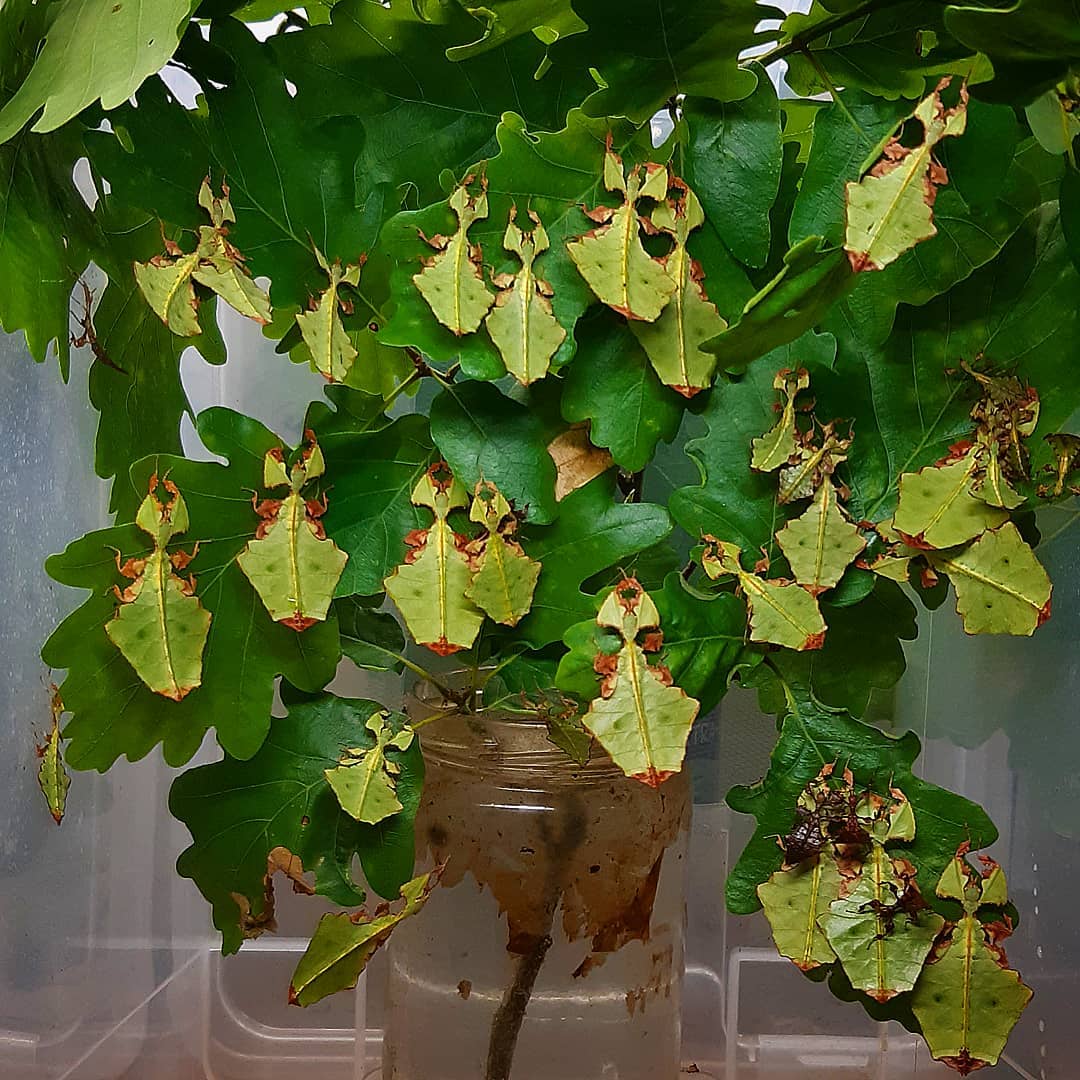 The Fascinating World of Leaf Insects: 7 Intriguing Facts Revealed and ...