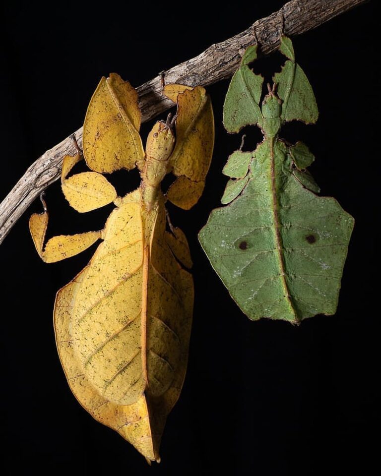 The Fascinating World of Leaf Insects: 7 Intriguing Facts Revealed and ...