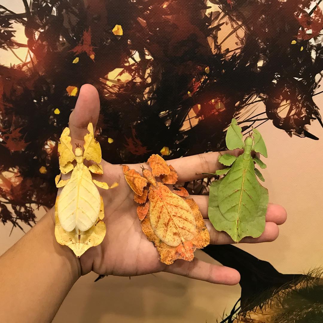 The Fascinating World of Leaf Insects: 7 Intriguing Facts Revealed and ...