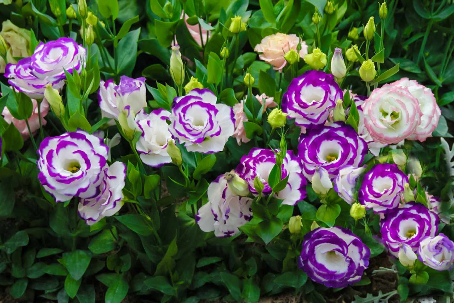 The Top 15 Most Expensive Flowers in the World - Horizon Dwellers