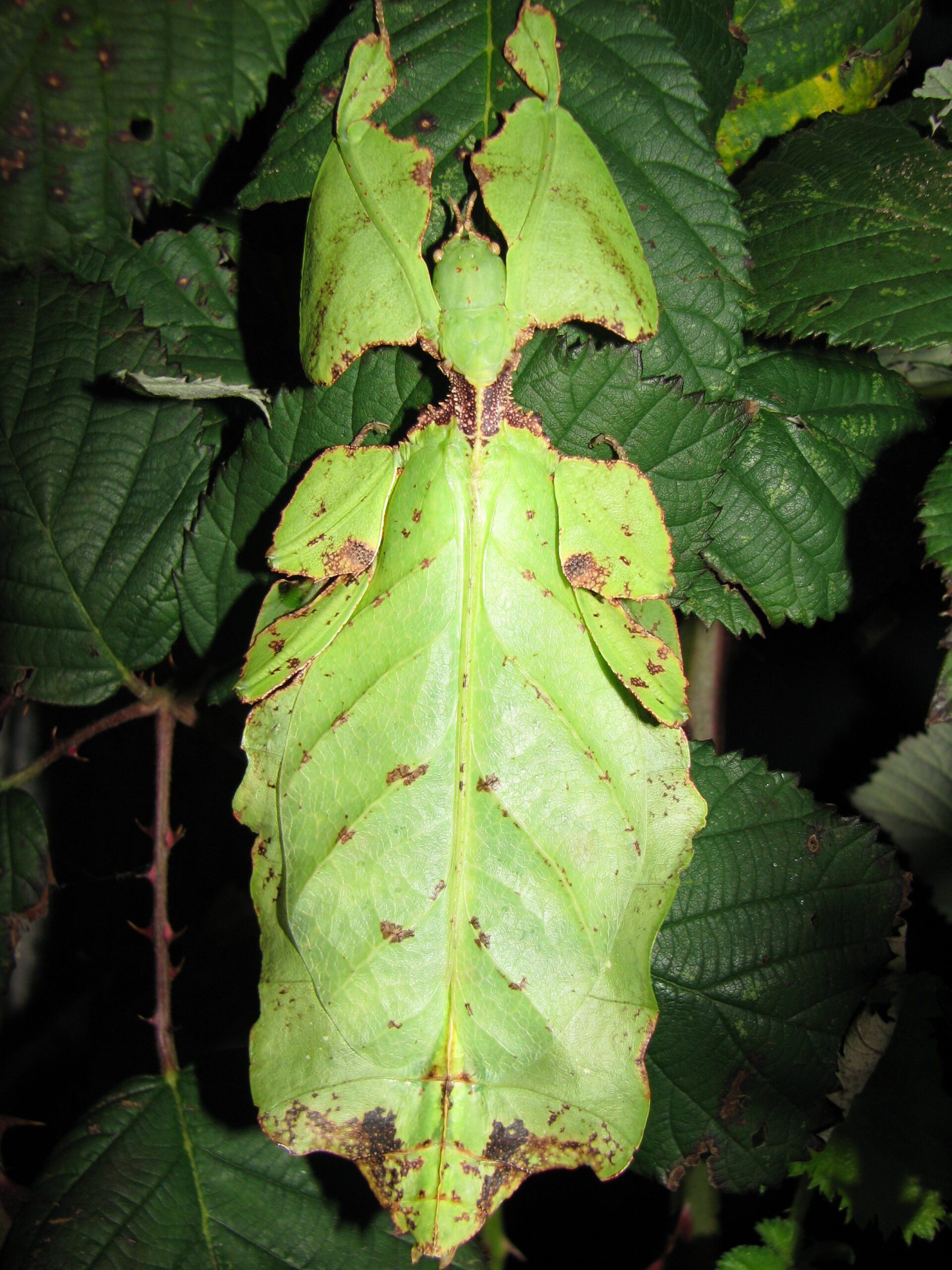 The Fascinating World of Leaf Insects: 7 Intriguing Facts Revealed and ...