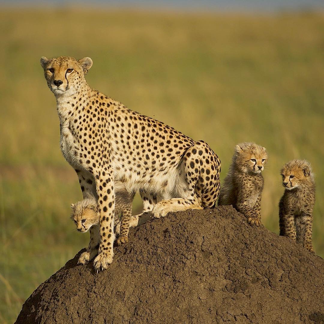 Exploring the Top 15 Remarkable Survival Tactics of the Cat Family ...