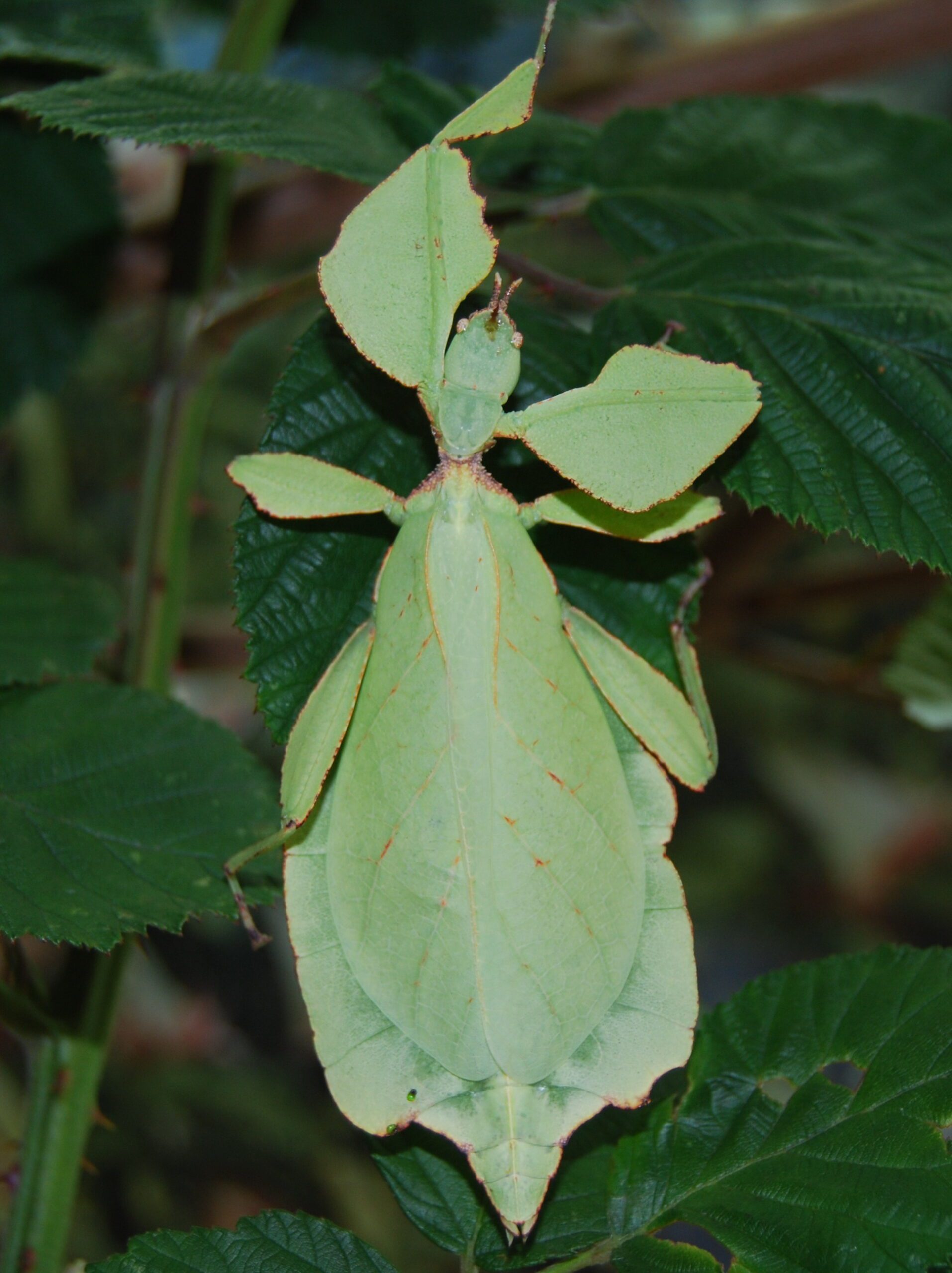 The Fascinating World of Leaf Insects: 7 Intriguing Facts Revealed and ...