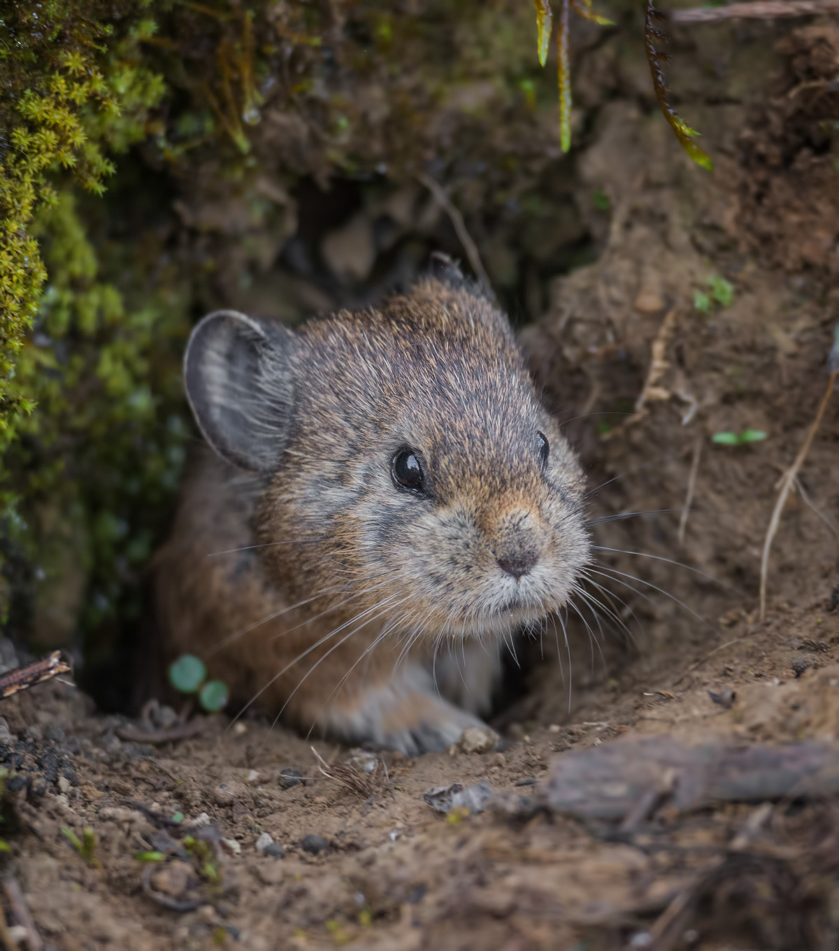 Himalayan Pikas Use Weather Signals to Plan for Winter - Horizon Dwellers