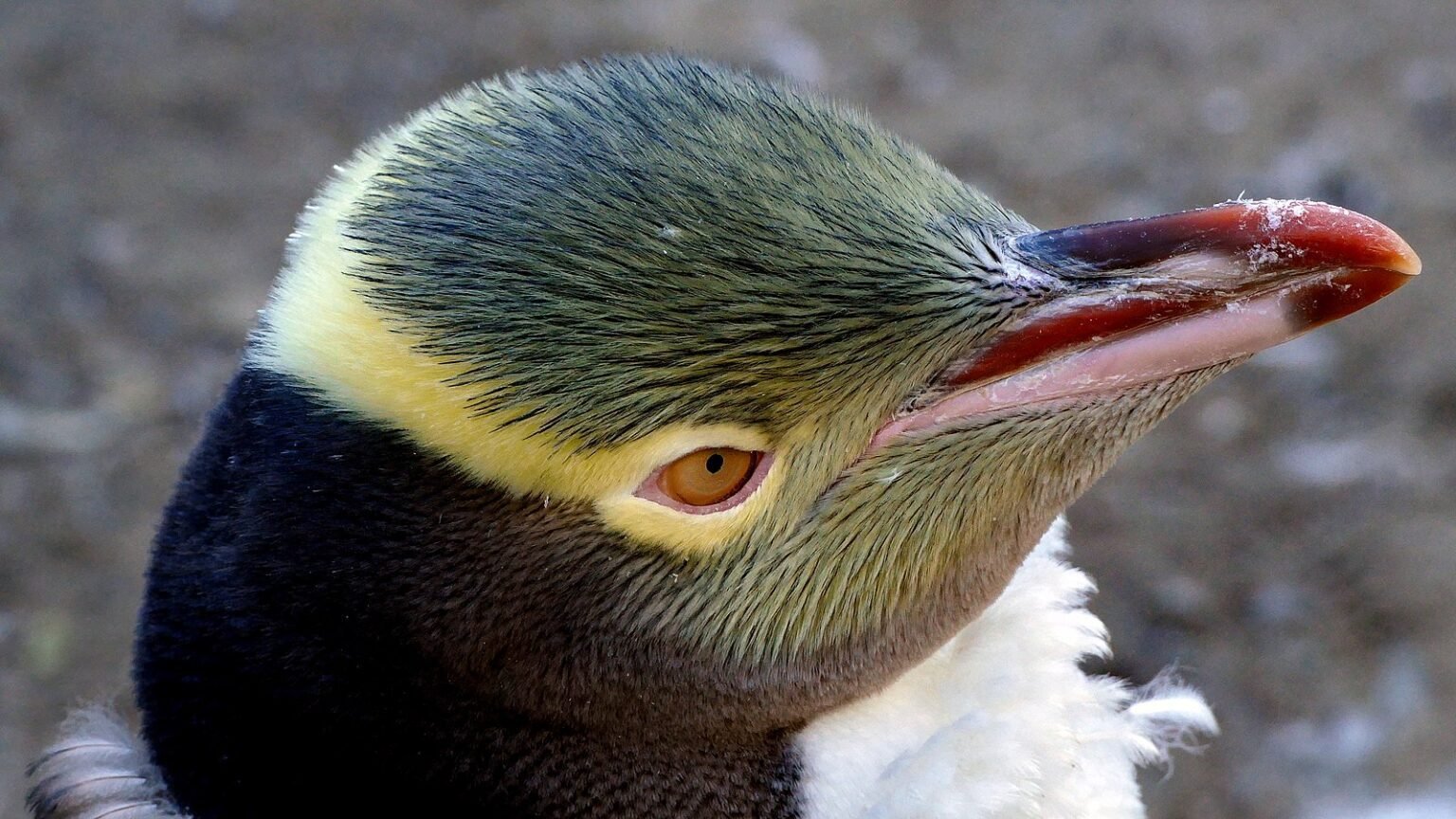 Why are yellow-eyed penguins endangered? - Hoiho Penguin - Horizon Dwellers
