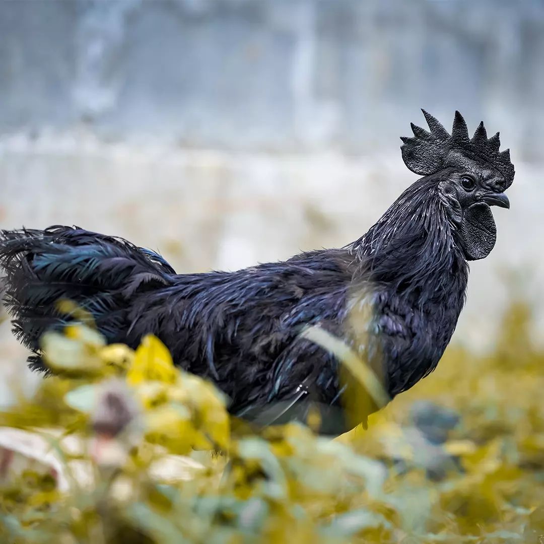 Top 10 Rare Breeds of Chickens in the World (with Pictures) - Horizon ...