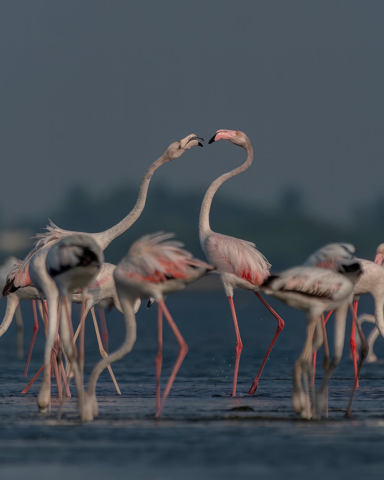 Top 10 Migratory Birds in India in Winter Season - Horizon Dwellers