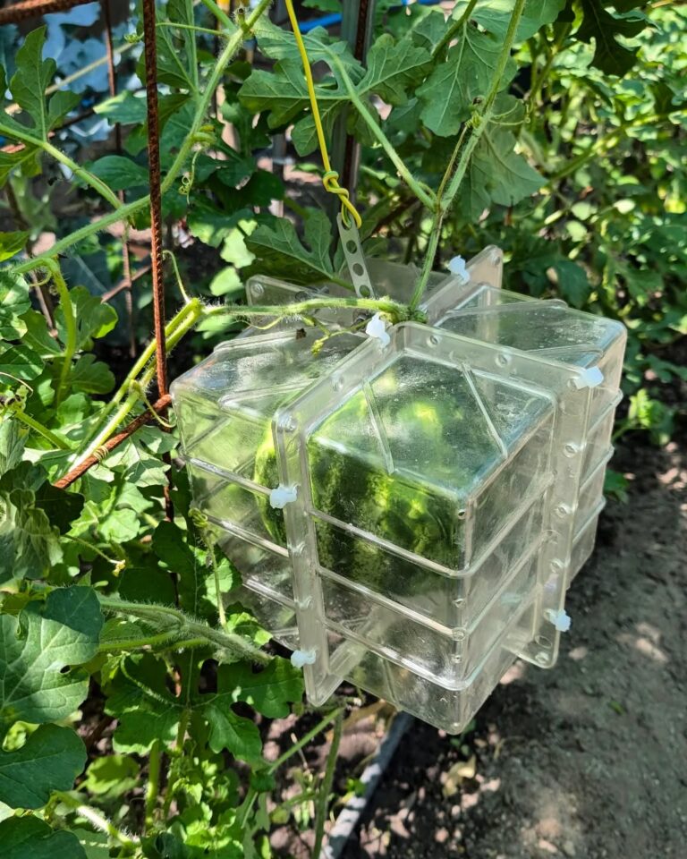 How Square Watermelons are Grown and Why They’re So Expensive - Horizon ...