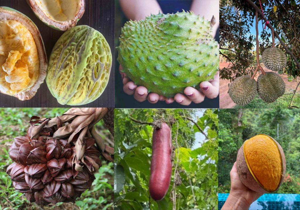 20 Most Unique Fruits You've Never Heard Of from Southeast Asia's ...