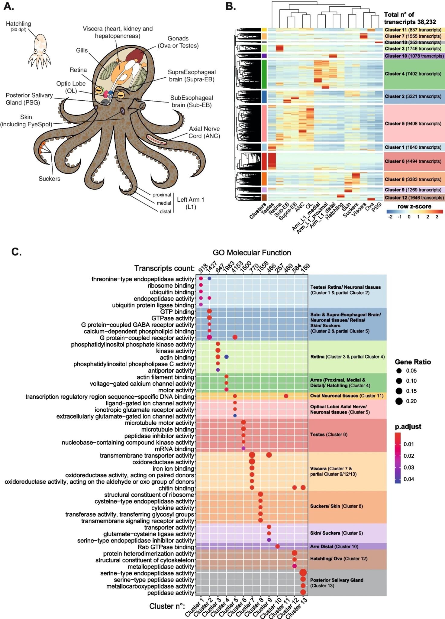 Why Do People Think Octopuses Are Aliens? Science vs. Speculation ...
